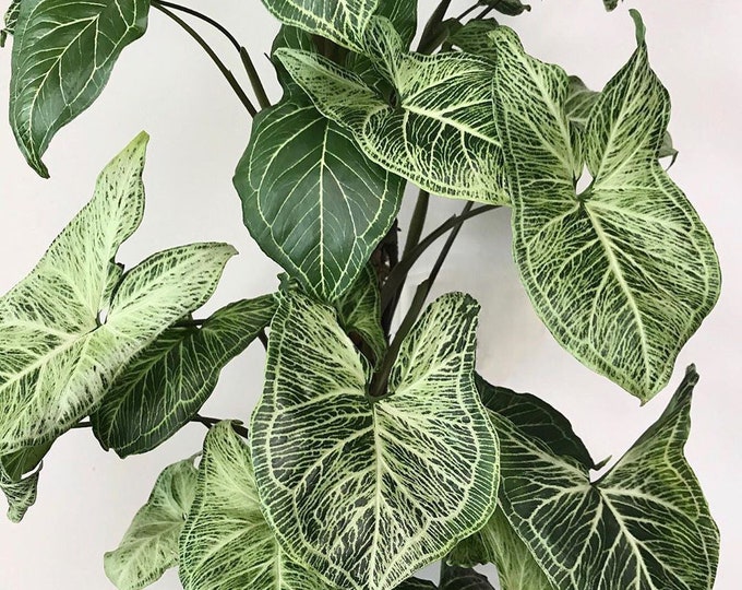 Syngonium Batik Starter Plant ALL STARTER PLANTS Require You to ...