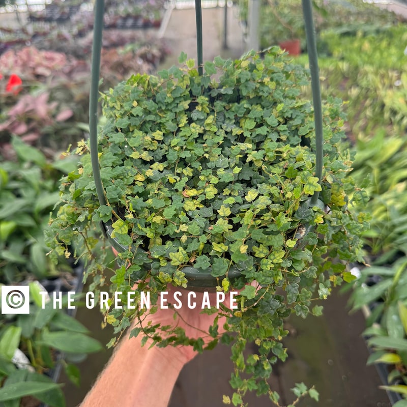 String of Frogs - Etsy