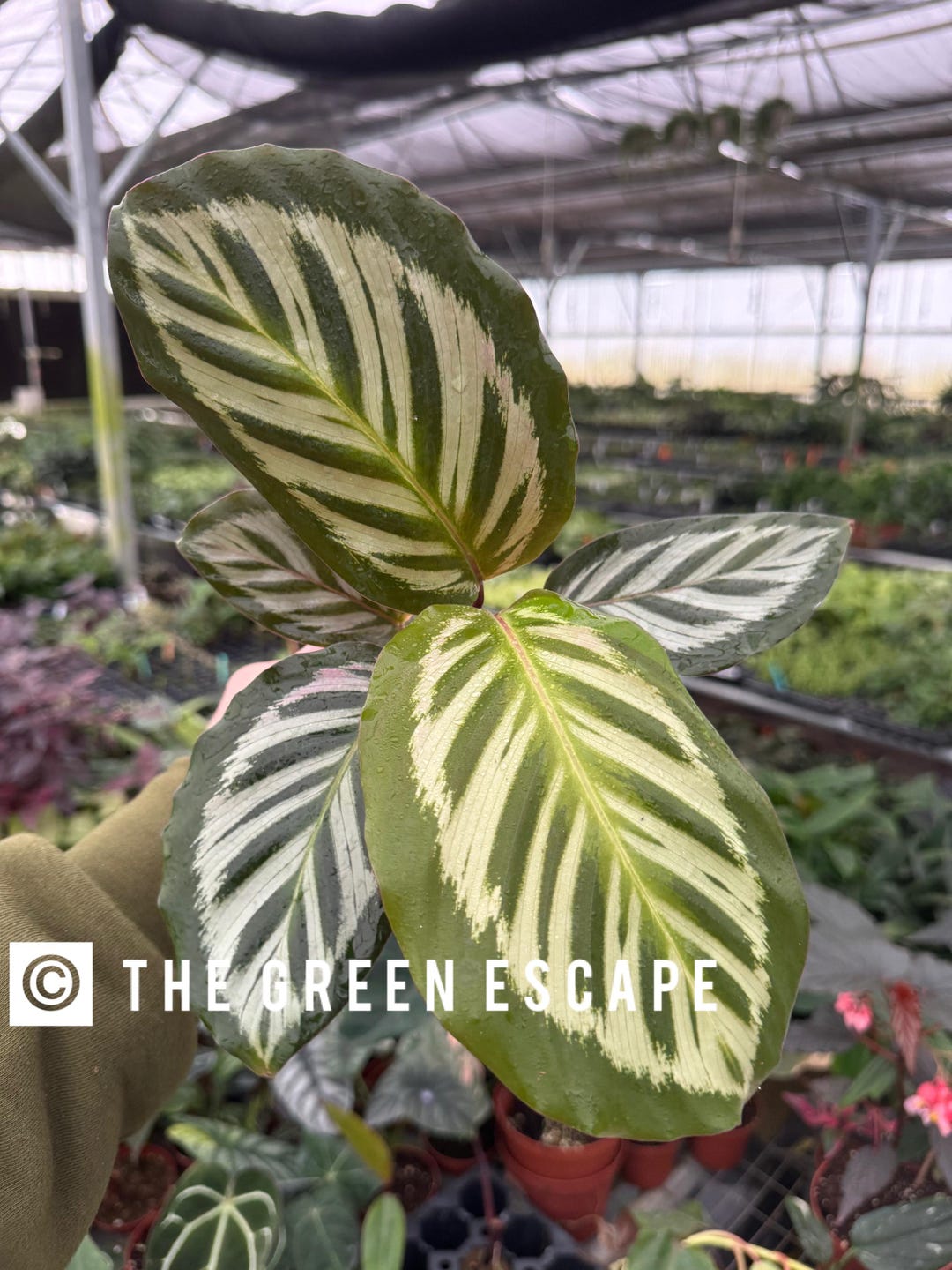 Calathea Red Peacock 4” Pot (ALL PLANTS Require You to Purchase 2 ...