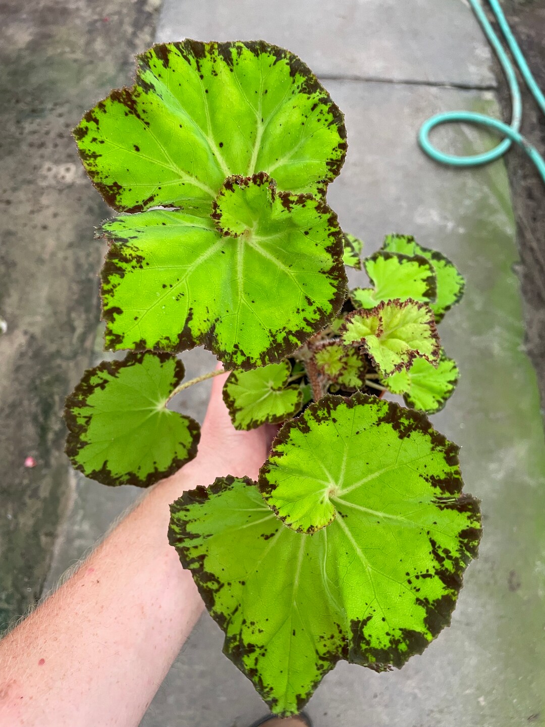 Begonia River Nile 4pot ALL PLANTS Require You to Purchase 2 - Etsy