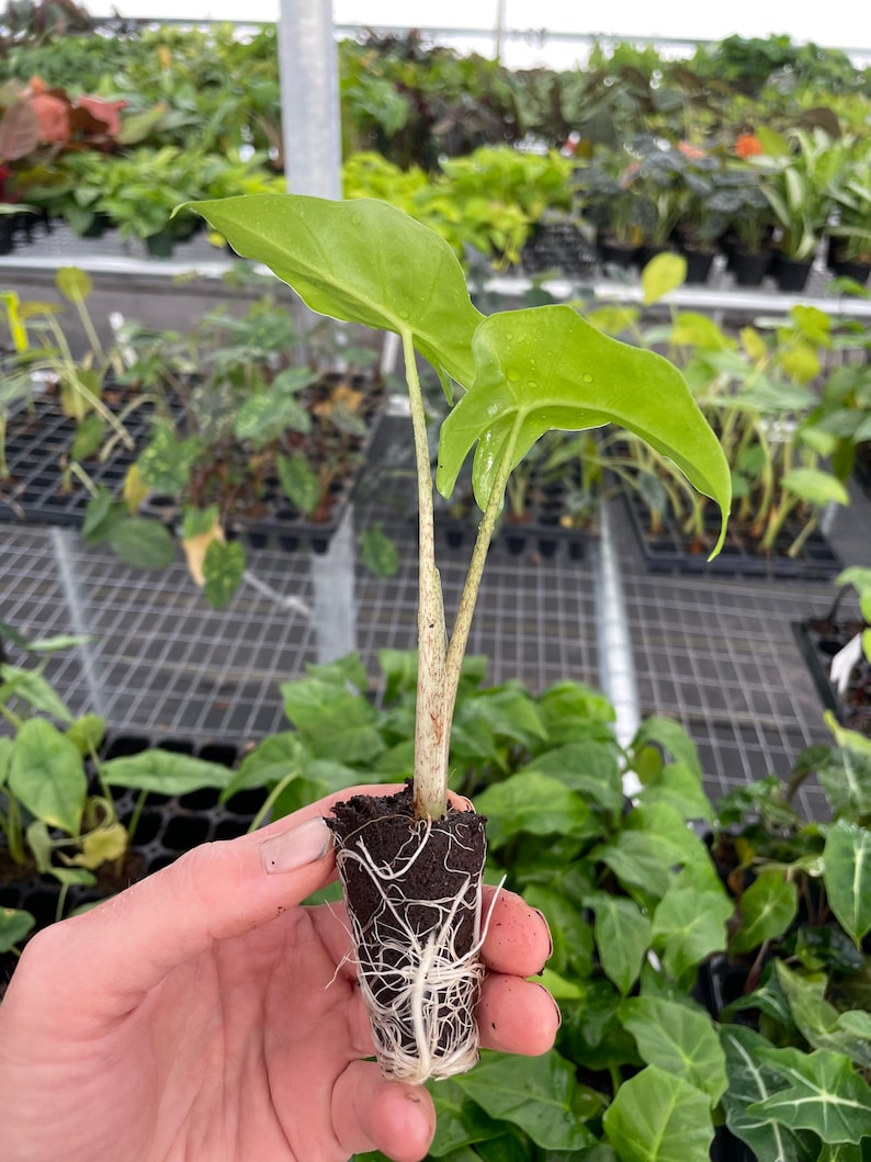 Alocasia Low Rider Starter Plant (ALL STARTER PLANTS Require You to ...