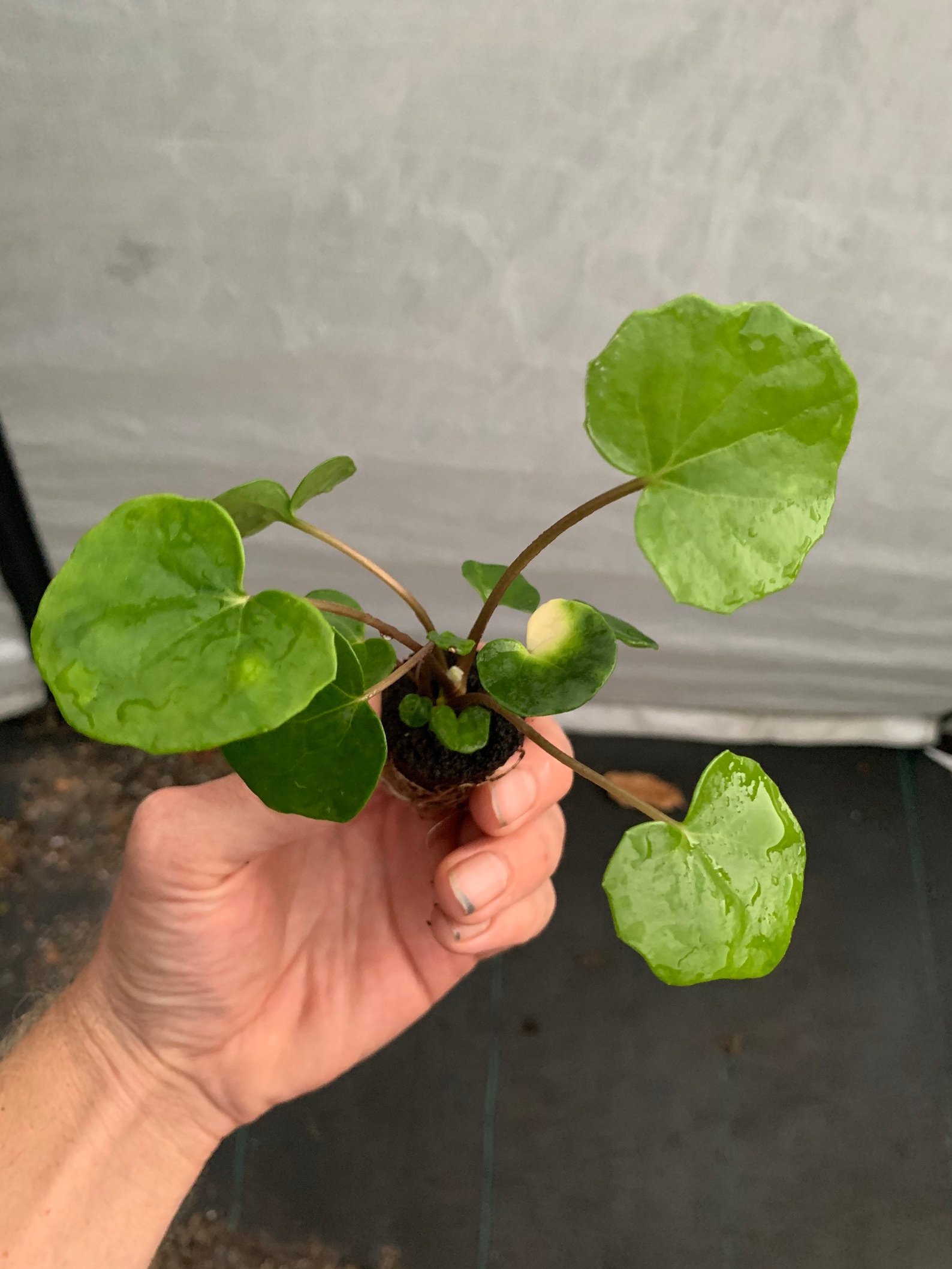 Farfugium Firefly “leopard Plant” “tractor Seat” Starter Plant (ALL ...