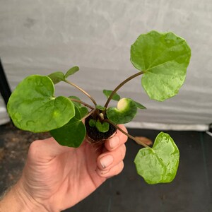 Farfugium Firefly “leopard Plant” “tractor Seat” Starter Plant (ALL ...