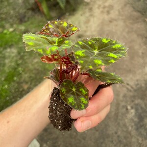 Begonia Kit Kat Starter Plant (ALL STARTER PLANTS Require You to ...
