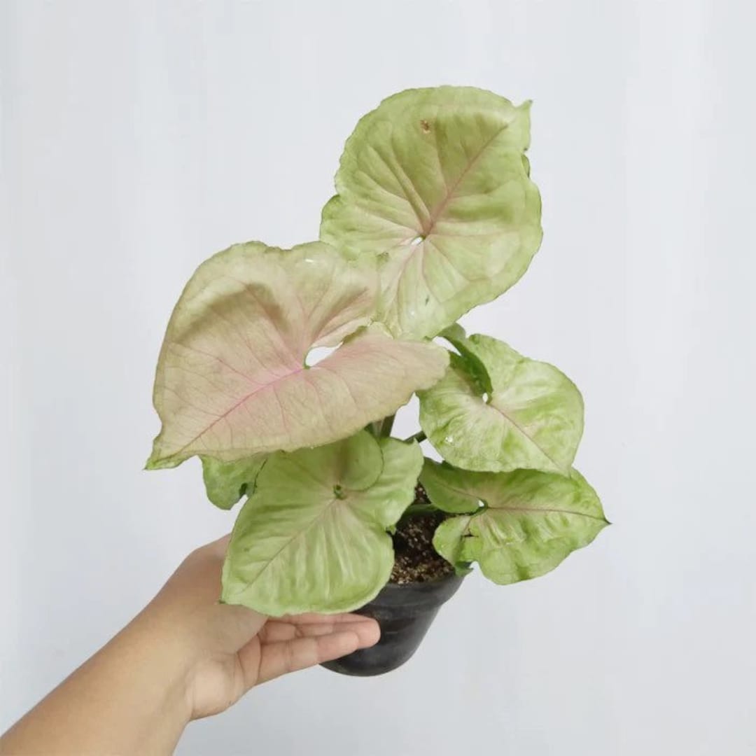 Syngonium Mango Allusion Starter Plant (ALL STARTER PLANTS Require You ...