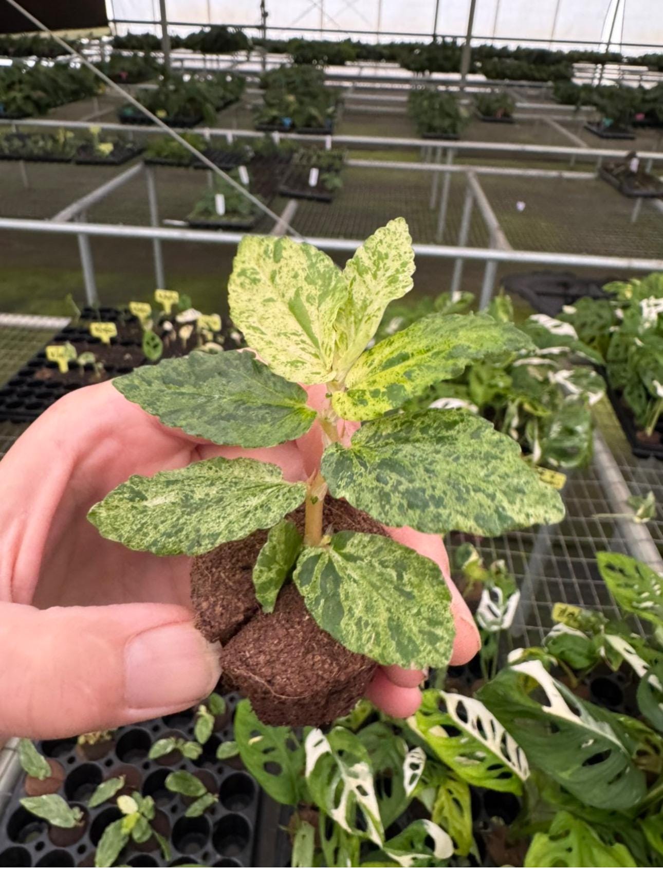 Variegated Peppermint Begonia Starter Plant (ALL STARTER PLANTS Require ...
