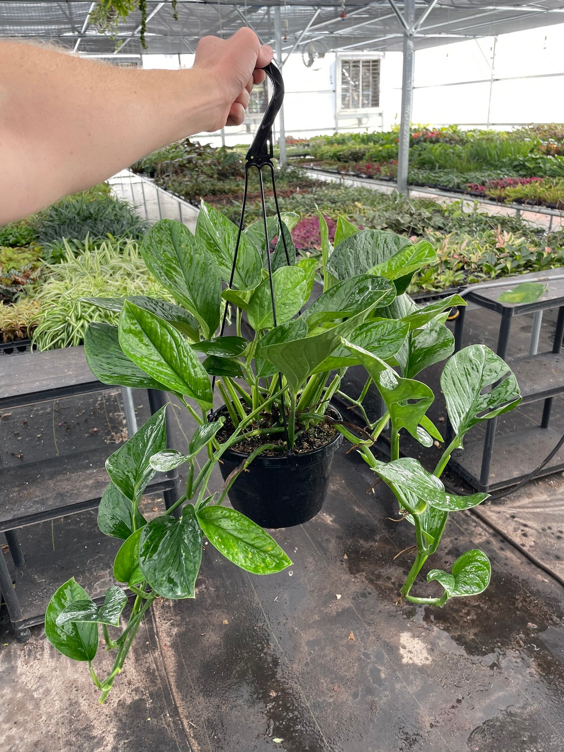 Monstera Pinnatipartita siam 8 Hanging Baskets ALL PLANTS - Etsy