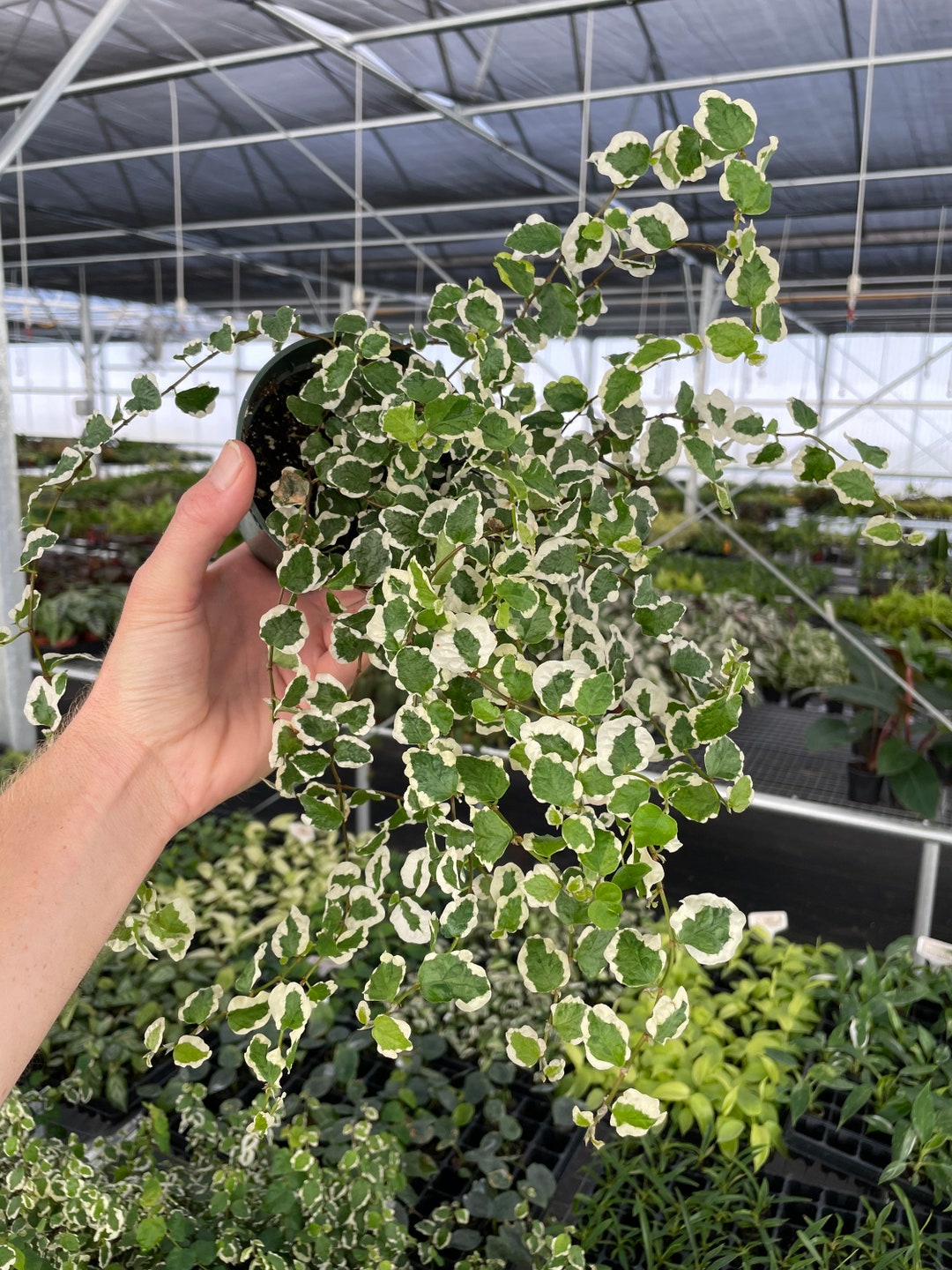 Ficus Pumila Variegated “creeping Fig” 4” Pot (ALL PLANTS Require You ...