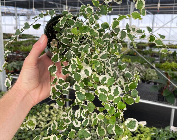 Ficus Pumila Variegated “creeping Fig” 4” Pot (ALL PLANTS Require You ...