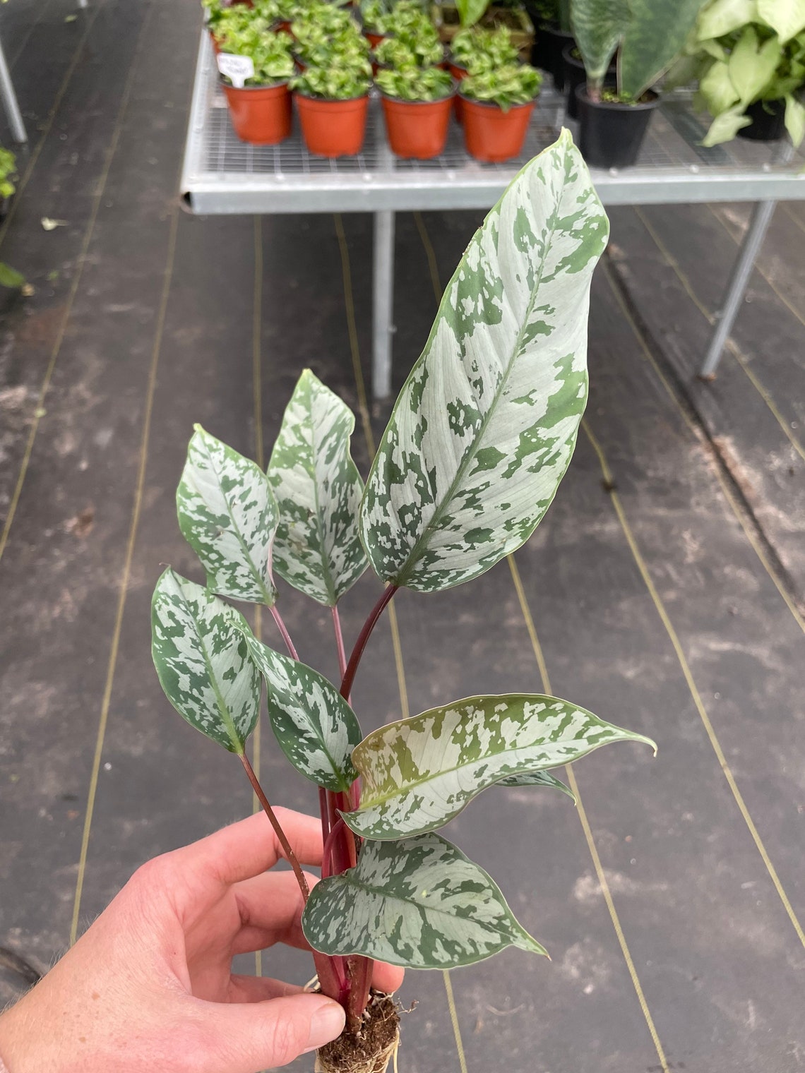 Apoballis Acuminatissimum Aka lavallei or red Sword - Etsy