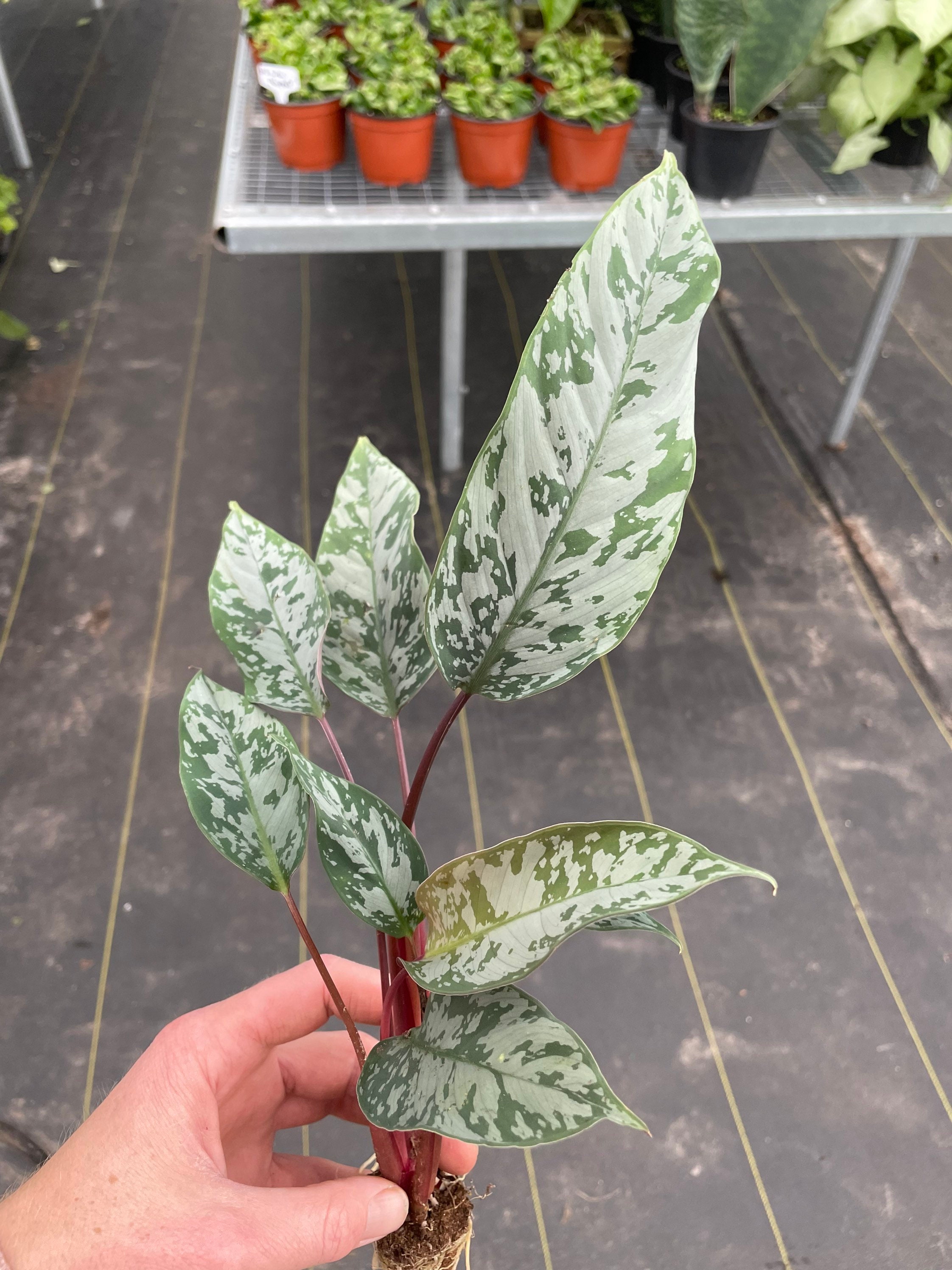 Apoballis Acuminatissimum Aka lavallei or red Sword - Etsy