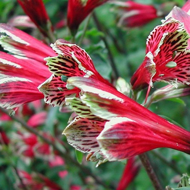 Alstroemeria - Etsy