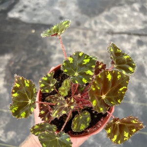 Begonia Kit Kat 4”pot (ALL PLANTS Require You to Purchase 2 Plants!) - Etsy
