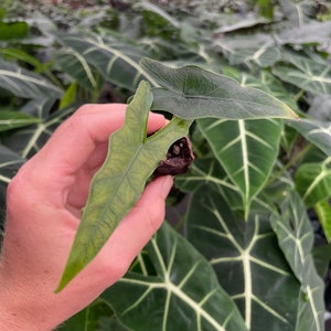 Alocasia Sabrina Starter Plant ALL STARTER PLANTS Require You to ...