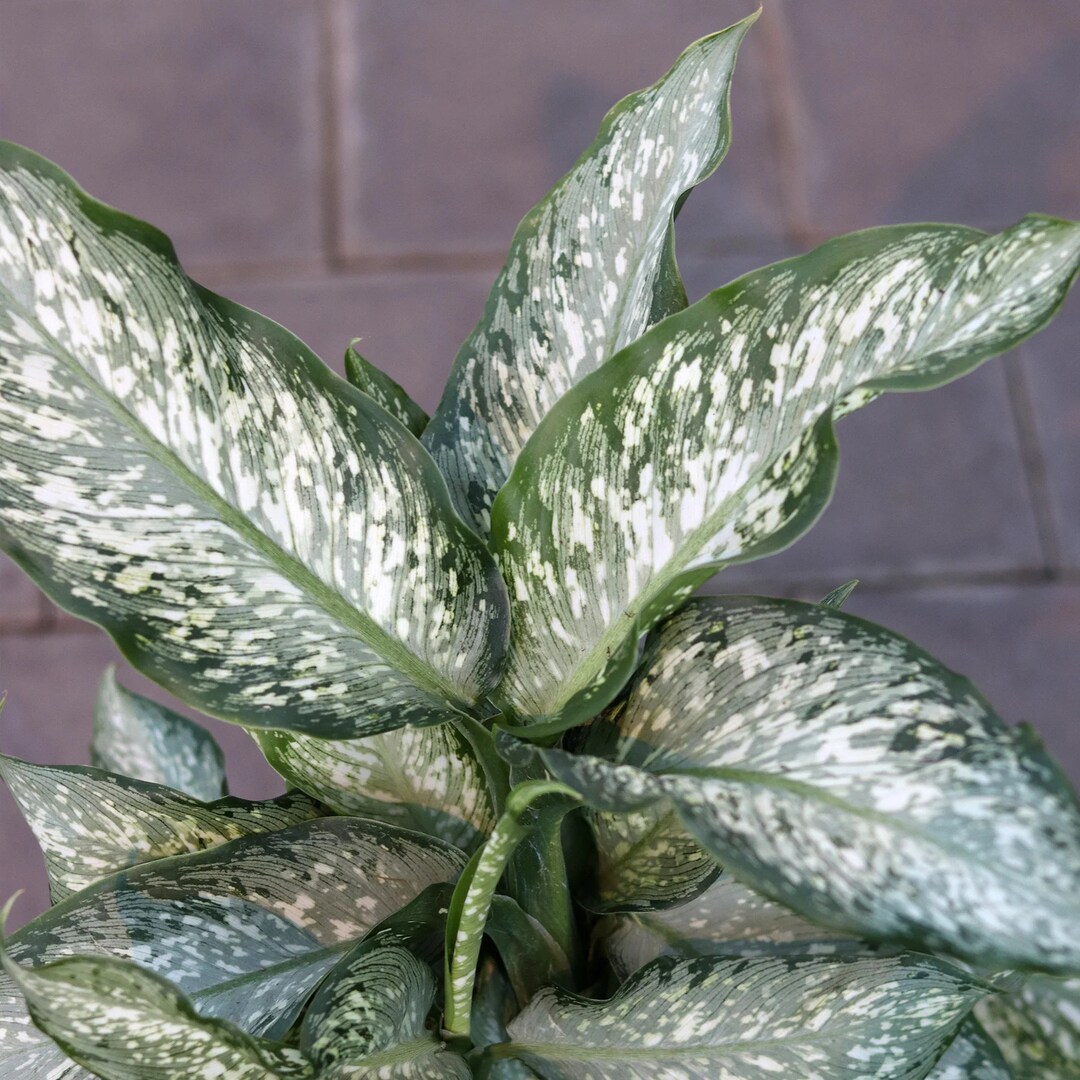 Dieffenbachia Tiki Starter Plant (ALL STARTER PLANTS Require You to ...