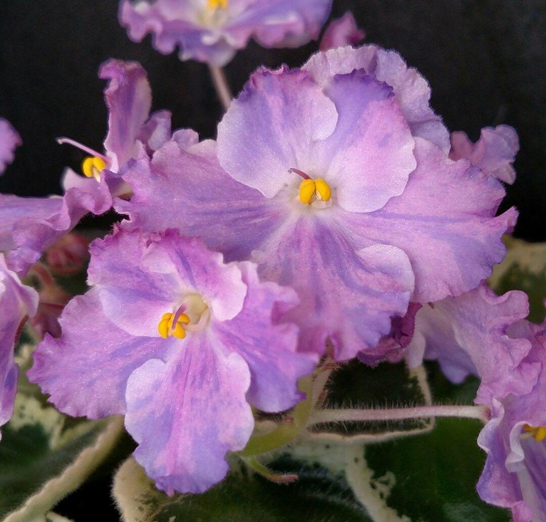 K’s Lilac Infusion African Violet Starter Plant (ALL Starter PLANTS ...