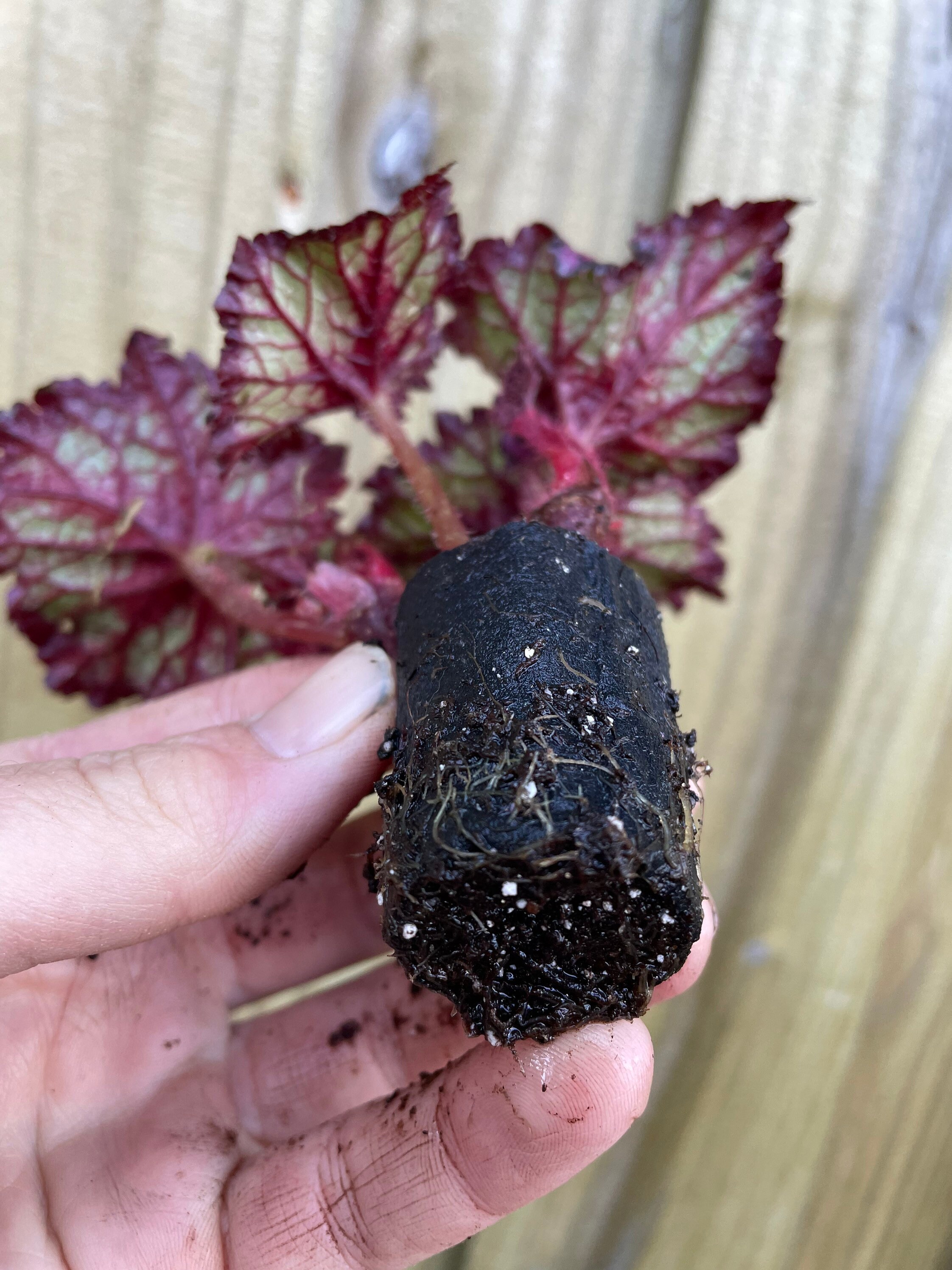 Jurassic Rex Begonia Watermelon Starter Plant ALL STARTER - Etsy