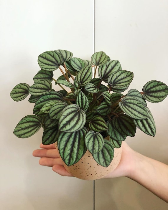 Peperomia Piccolo Banda Starter Plant ALL STARTER PLANTS - Etsy