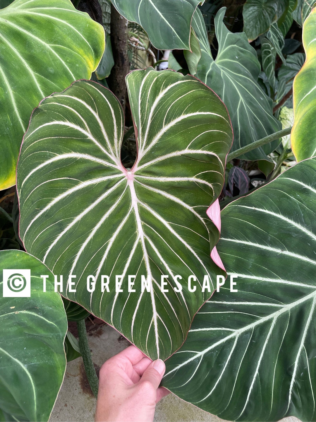 Philodendron Zebra Gloriosum Starter Plant (ALL STARTER PLANTS Require ...