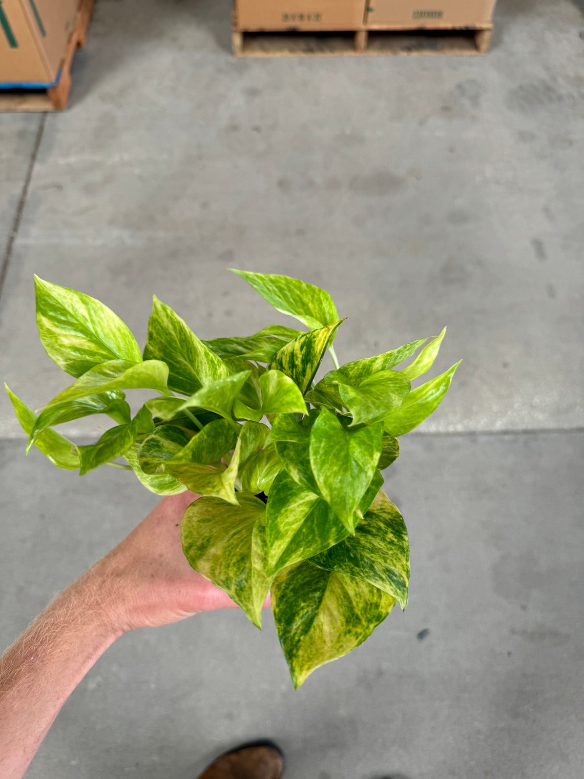 Neon Queen Pothos 4” Pot (ALL PLANTS Require You to Purchase 2 Plants ...