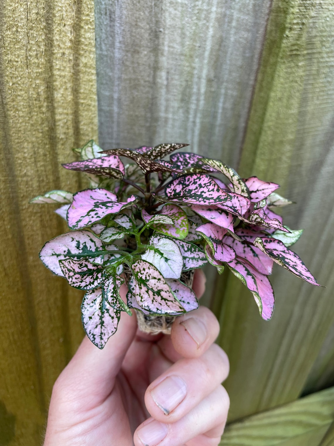 Hypoestes Pink polka Dot Plant Starter Plant ALL STARTER - Etsy