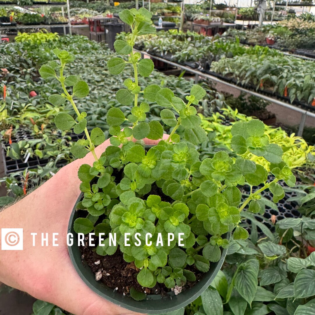 Pilea Baby Tears 4”pot (ALL PLANTS Require You to Purchase 2 Plants ...