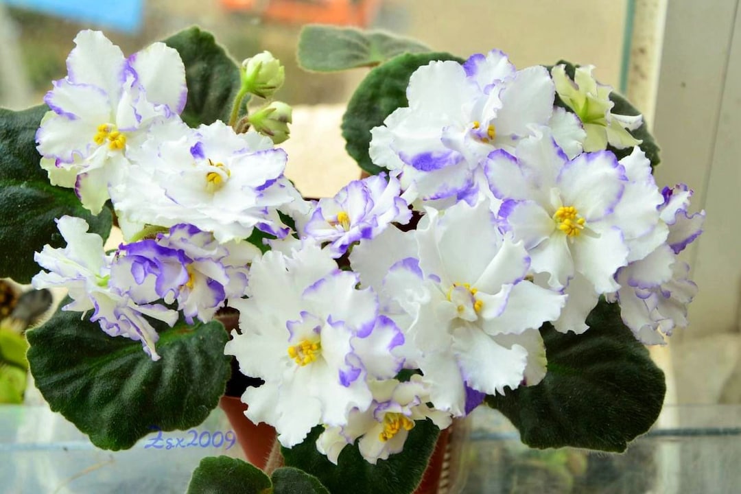 Arctic Frost African Violet Starter Plant (ALL PLANTS Require You to ...