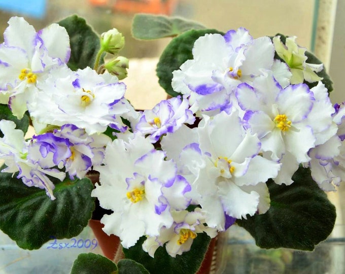 Arctic Frost African Violet Starter Plant (ALL PLANTS Require You to ...