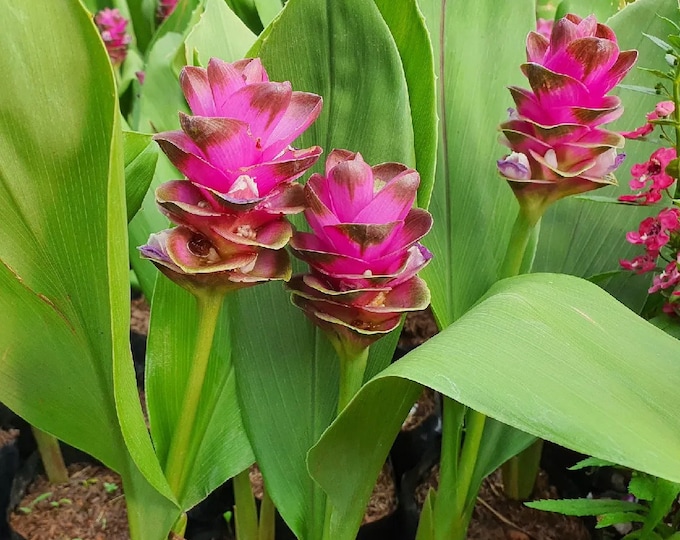 Siam Tulip Splash, Also Called Summer Tulip in Bud 7/21/2025 (curcuma ...