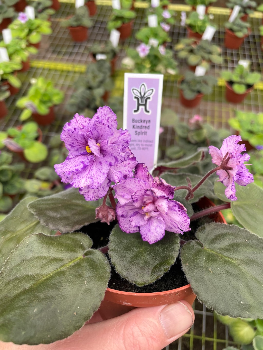 Buckeye Kindred Spirit African Violet Starter Plant (ALL PLANTS Require ...