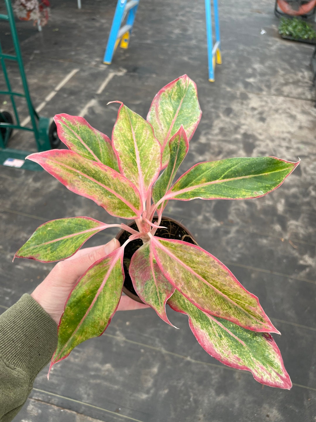Aglaonema Siam Orange 4 Pot ALL PLANTS Require You to - Etsy