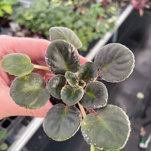 Robs Outer Orbit African Violet Starter Plant (ALL Starter PLANTS ...