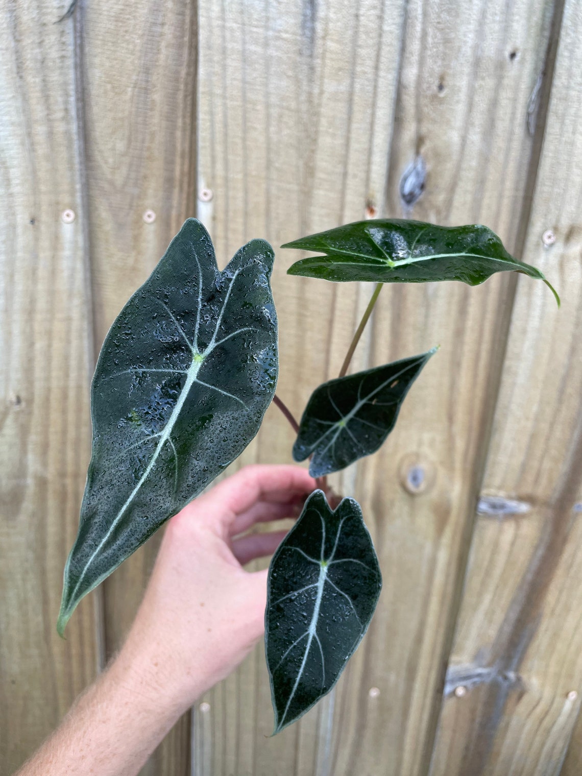 Alocasia Dragons Tooth Starter Plant ALL STARTER PLANTS - Etsy