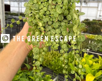 Peperomia Prostrata String of Turtles - Etsy