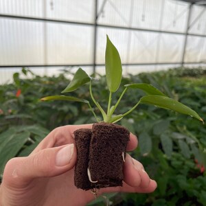 Philodendron 69686 Starter Plant (ALL STARTER PLANTS Require You to ...