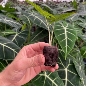 Alocasia Sabrina Starter Plant ALL STARTER PLANTS Require You - Etsy