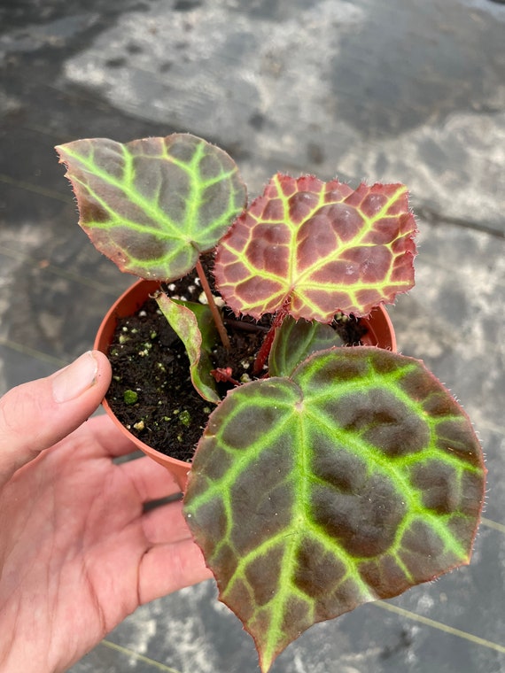 Begonia Rajah 4pot ALL PLANTS Require You to Purchase 2 - Etsy