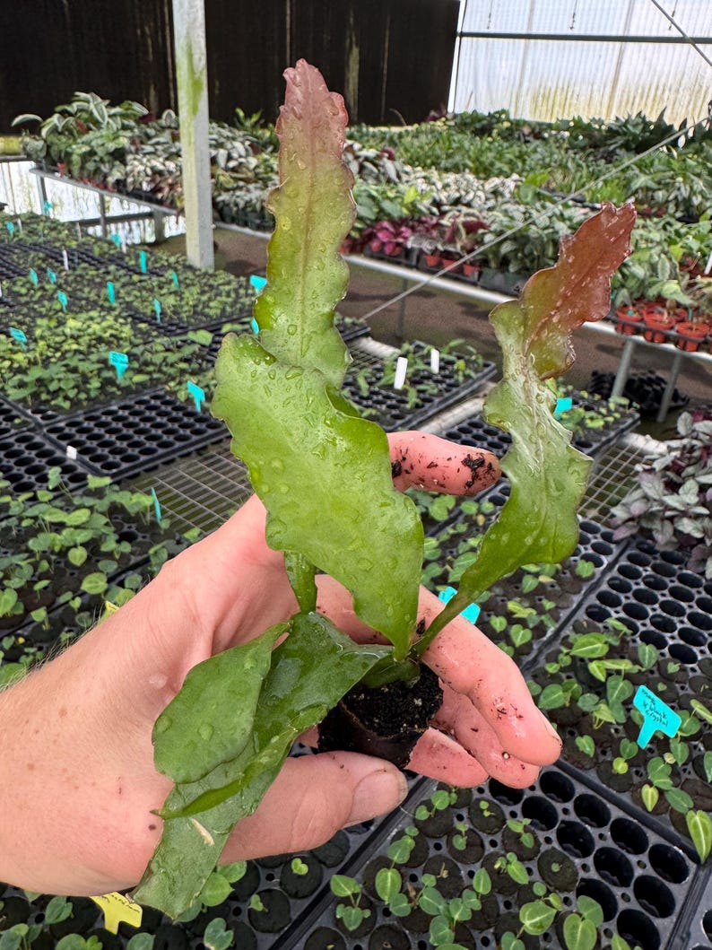 Fishbone Epiphylum Fire Starter Plant (ALL STARTER PLANTS Require You ...