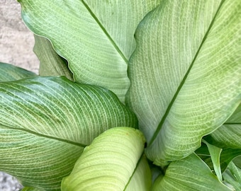 Yellow Variegated Alocasia Gageana 2 Pot ALL PLANTS Require You to ...