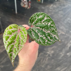 Pink Piper Crocatum Starter Plant (ALL Starter PLANTS Require You to ...