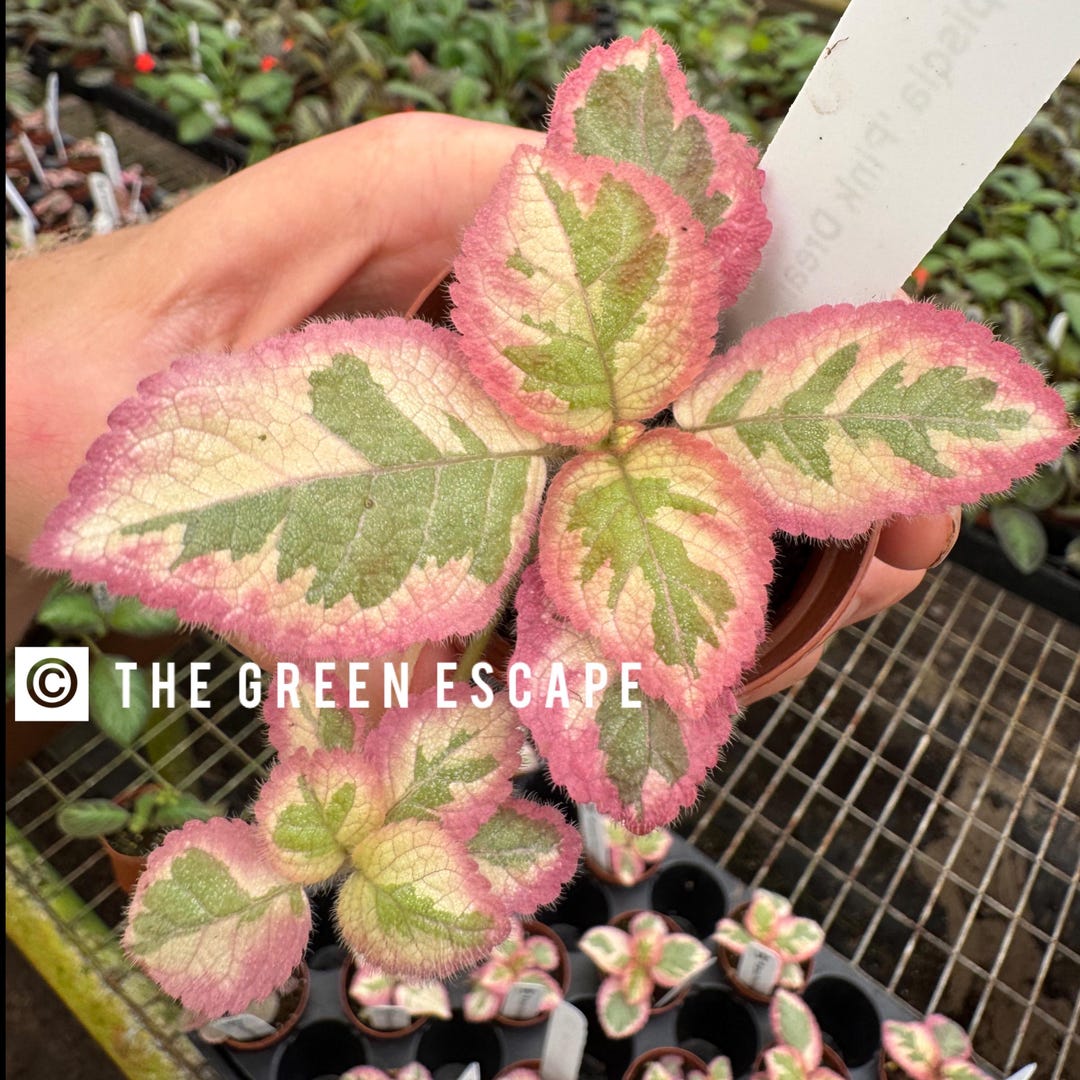 Episcia Pink Dream 2” Pot (ALL PLANTS Require You to Purchase 2 Plants ...