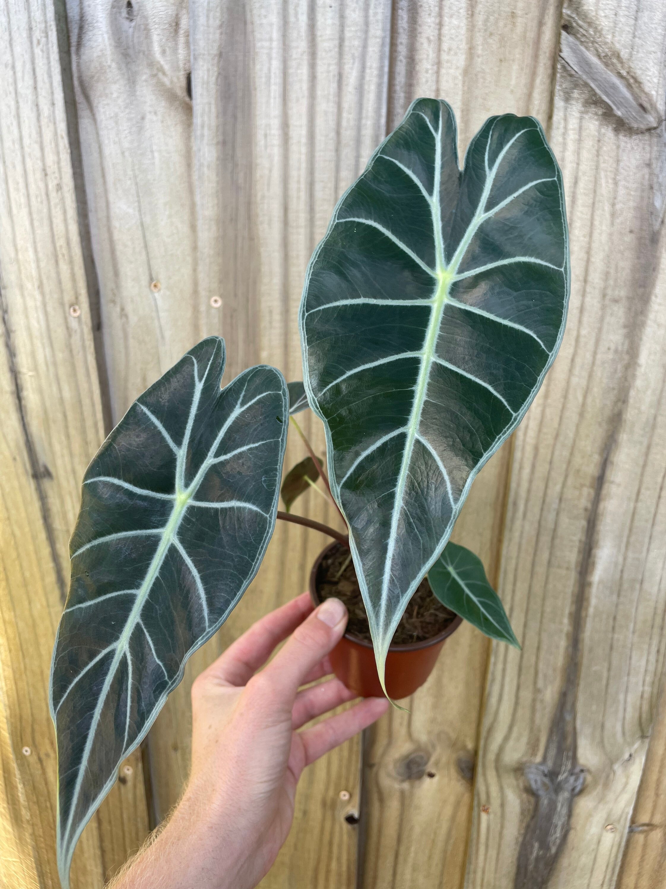 Alocasia Dragons Tooth 4 Pot ALL PLANTS Require You to - Etsy