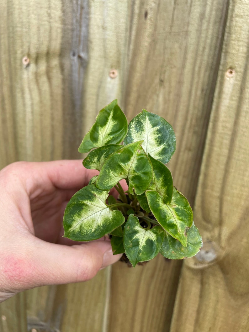 Syngonium mini Pixie Starter Plant ALL STARTER PLANTS - Etsy