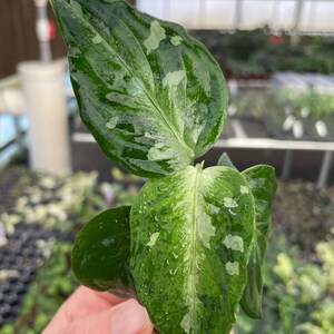 Aglaonema Pictum Tricolor Starter Plant ALL STARTER PLANTS Require You to Purchase 2 Plants - Etsy
