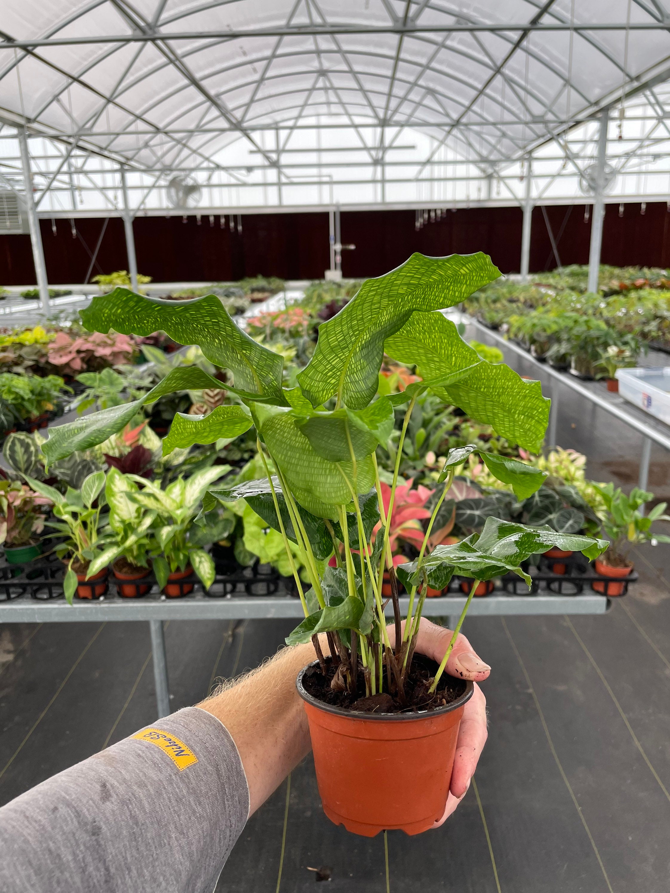 Calathea Musaica network 4 Pot ALL PLANTS Require You to - Etsy