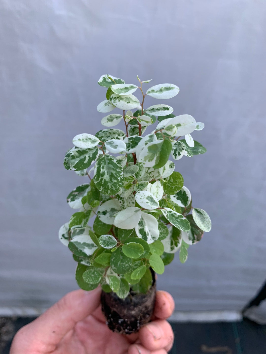 Snowbush breynia Disticha Starter Plant ALL STARTER PLANTS Require You ...