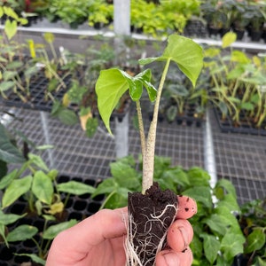 Alocasia Low Rider Starter Plant (ALL STARTER PLANTS Require You to ...