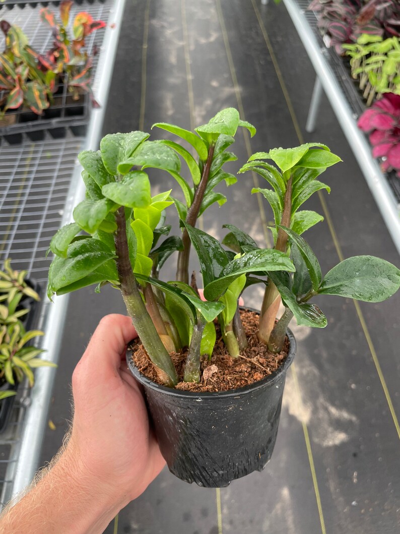 Zz Zenzi Plant zamioculcas Zamiifolia 4 Pot ALL PLANTS - Etsy
