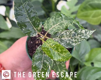 Ficus Snowstorm 4” Pot (ALL PLANTS Require You to Purchase 2 Plants ...