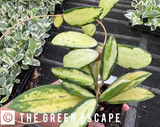 Hoya Bundle: Acuta Heart Splash, Obovata Splash, Krohniana Silver, Cv ...